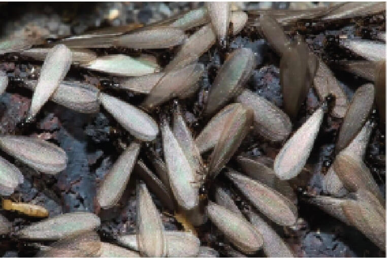 Termite Control & Exterminator Services | Saela Pest