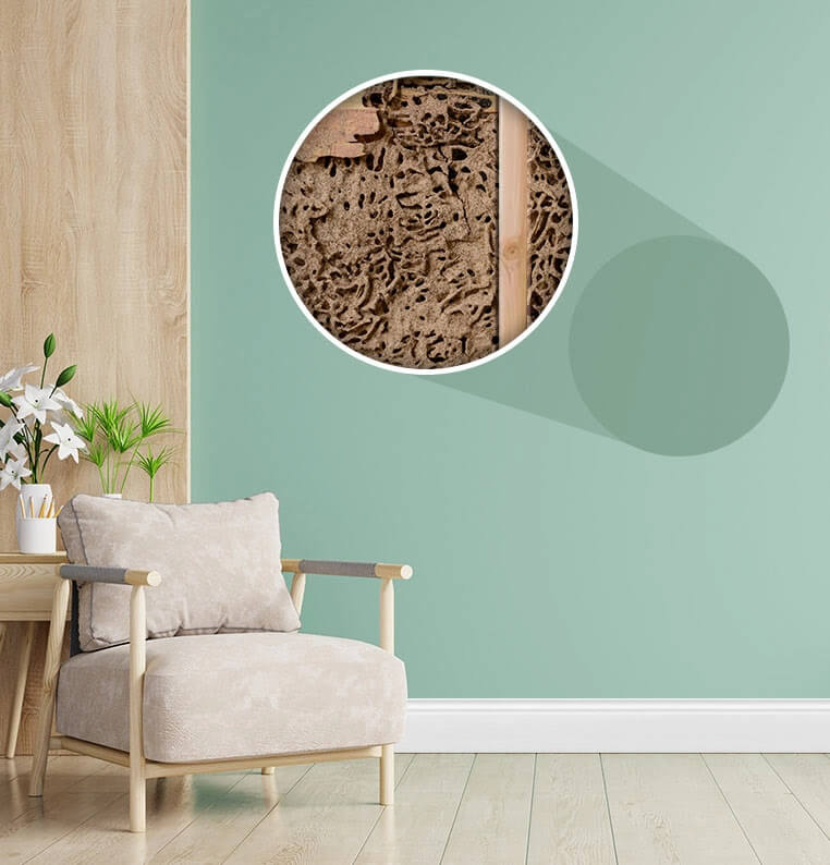 Best Termite Control Services | Termite Exterminators