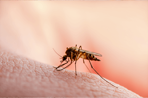 Best Pest Control Services in Kansas City, MO