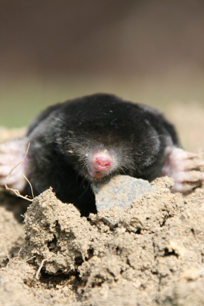 Moles Control in 2025: A Comprehensive Guide to Protecting Your Property