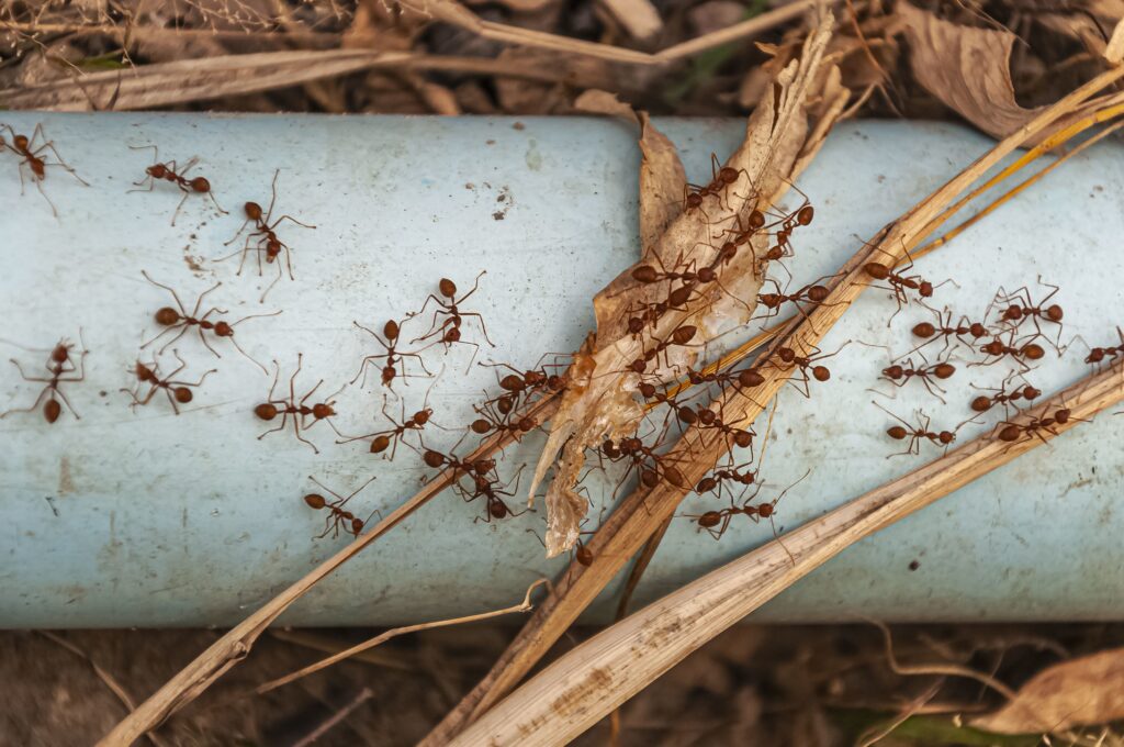 Mastering Ant Pest Control in 2025: A Comprehensive Guide