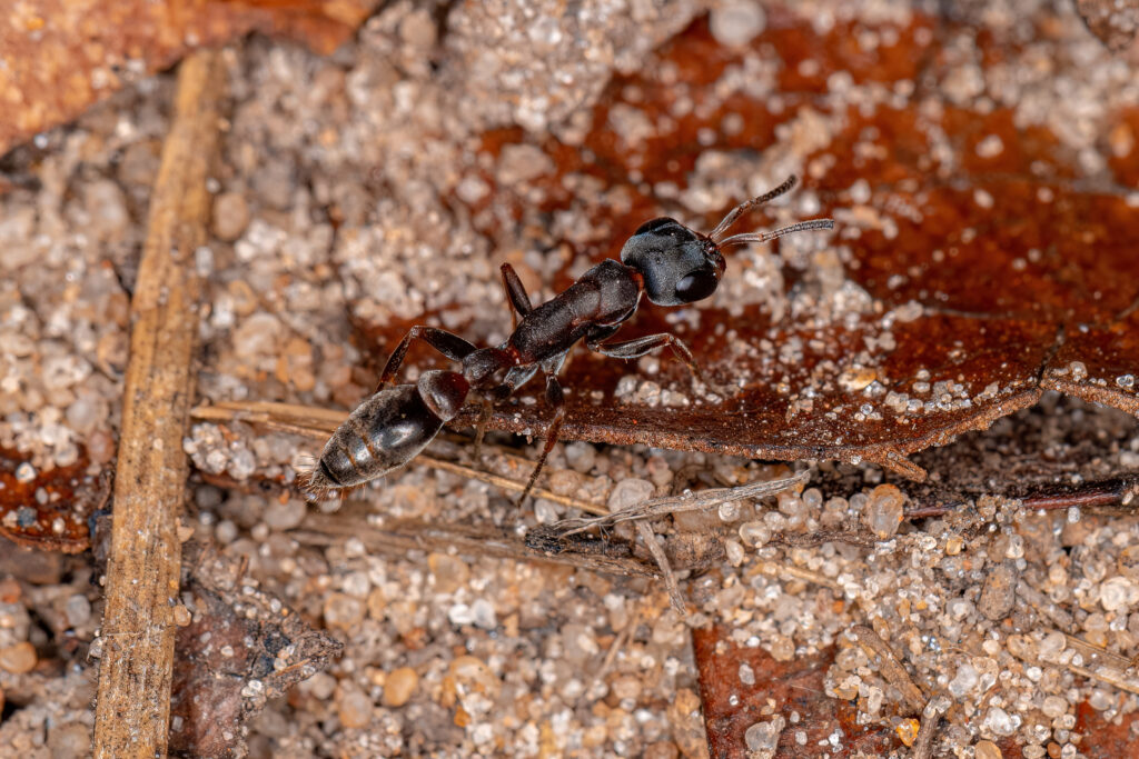 Mud Dauber Exterminator: A Comprehensive Guide