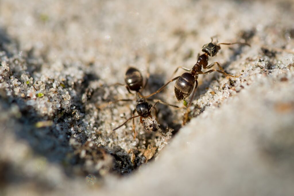 The Complete Guide to Ant Extermination