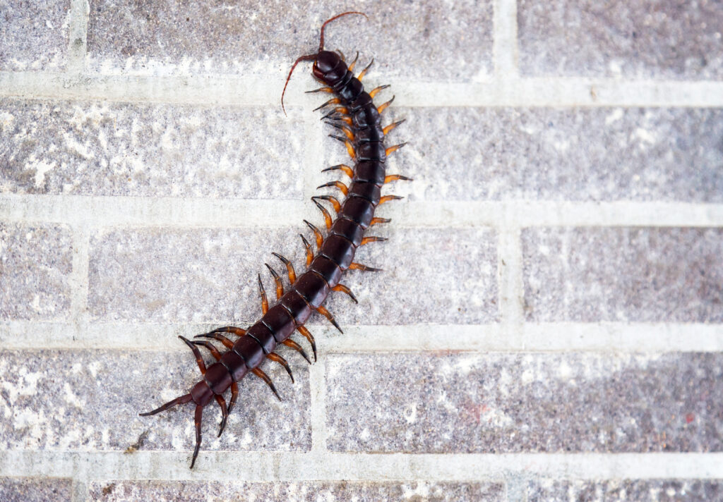 Centipede Exterminator: Guide to Professional Centipede Control