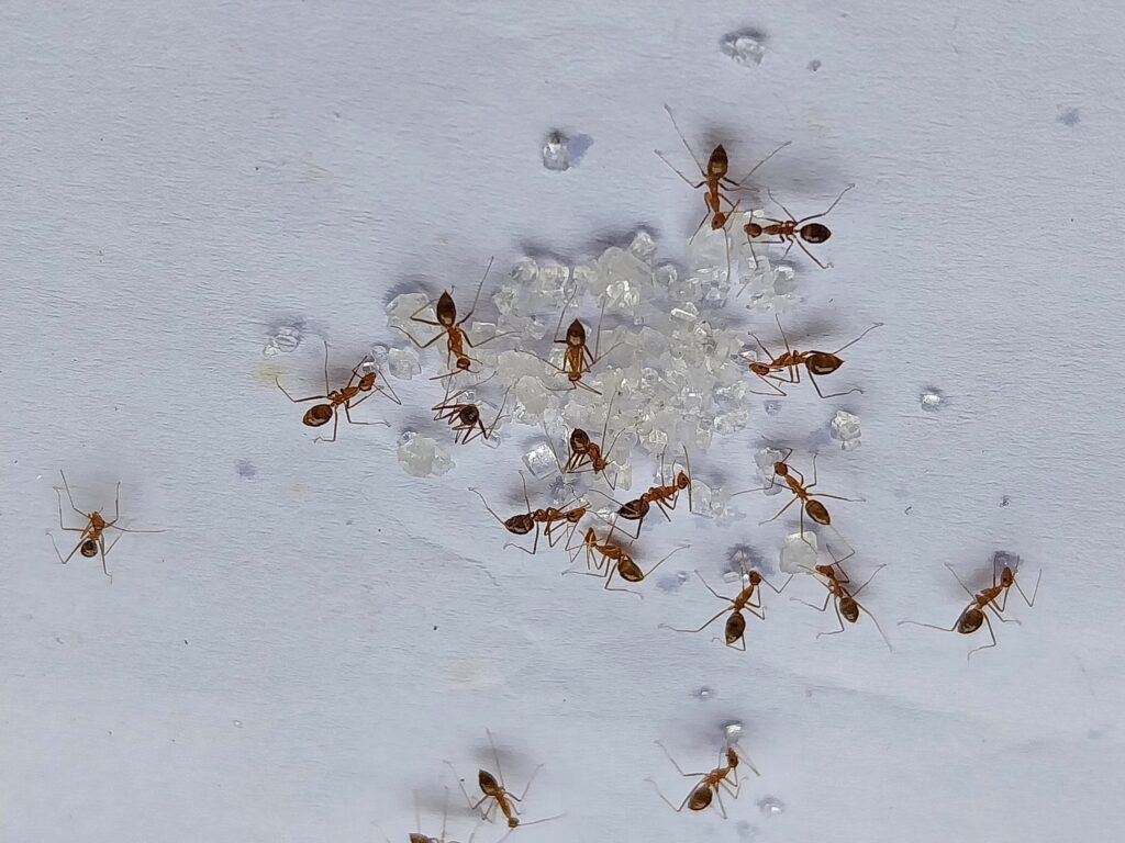 Ant Exterminator: Ultimate Guide to Professional Ant Control