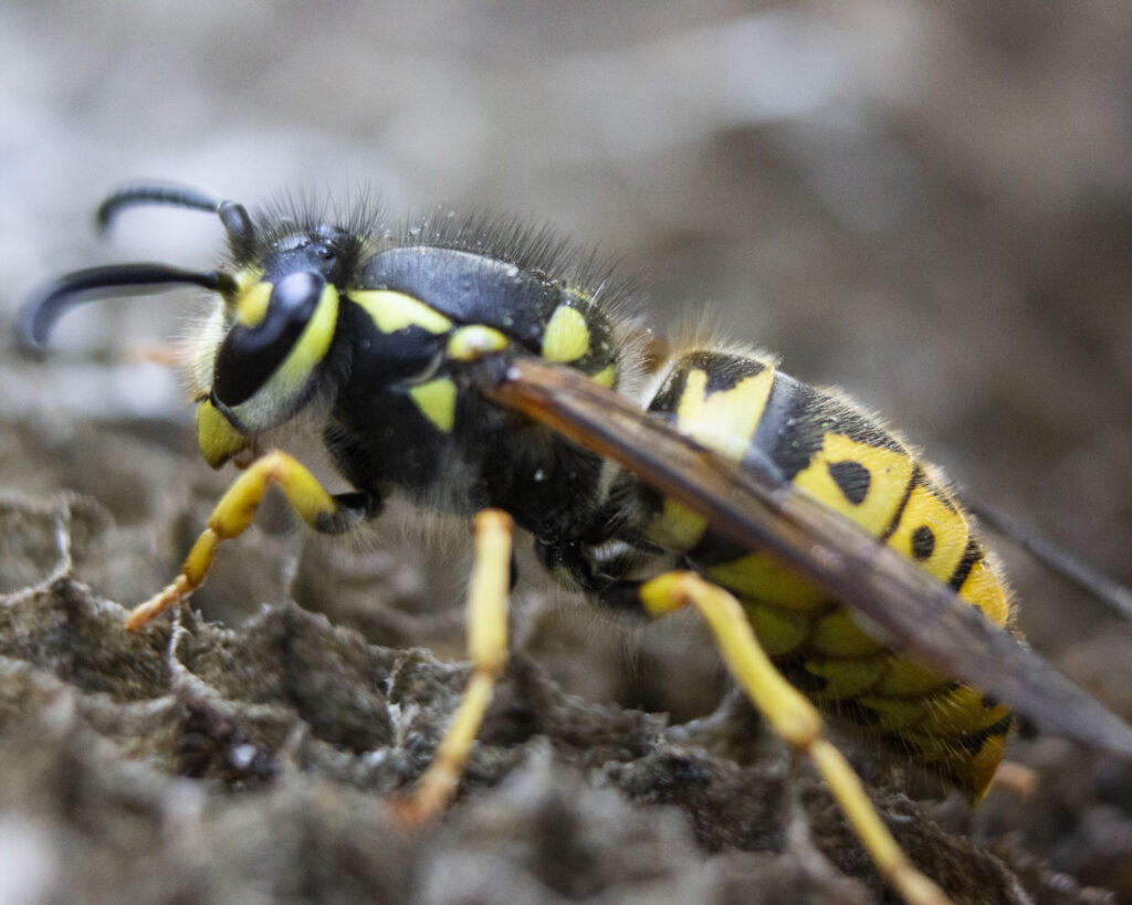 Professional Wasps Exterminator & Wasp Control Guide