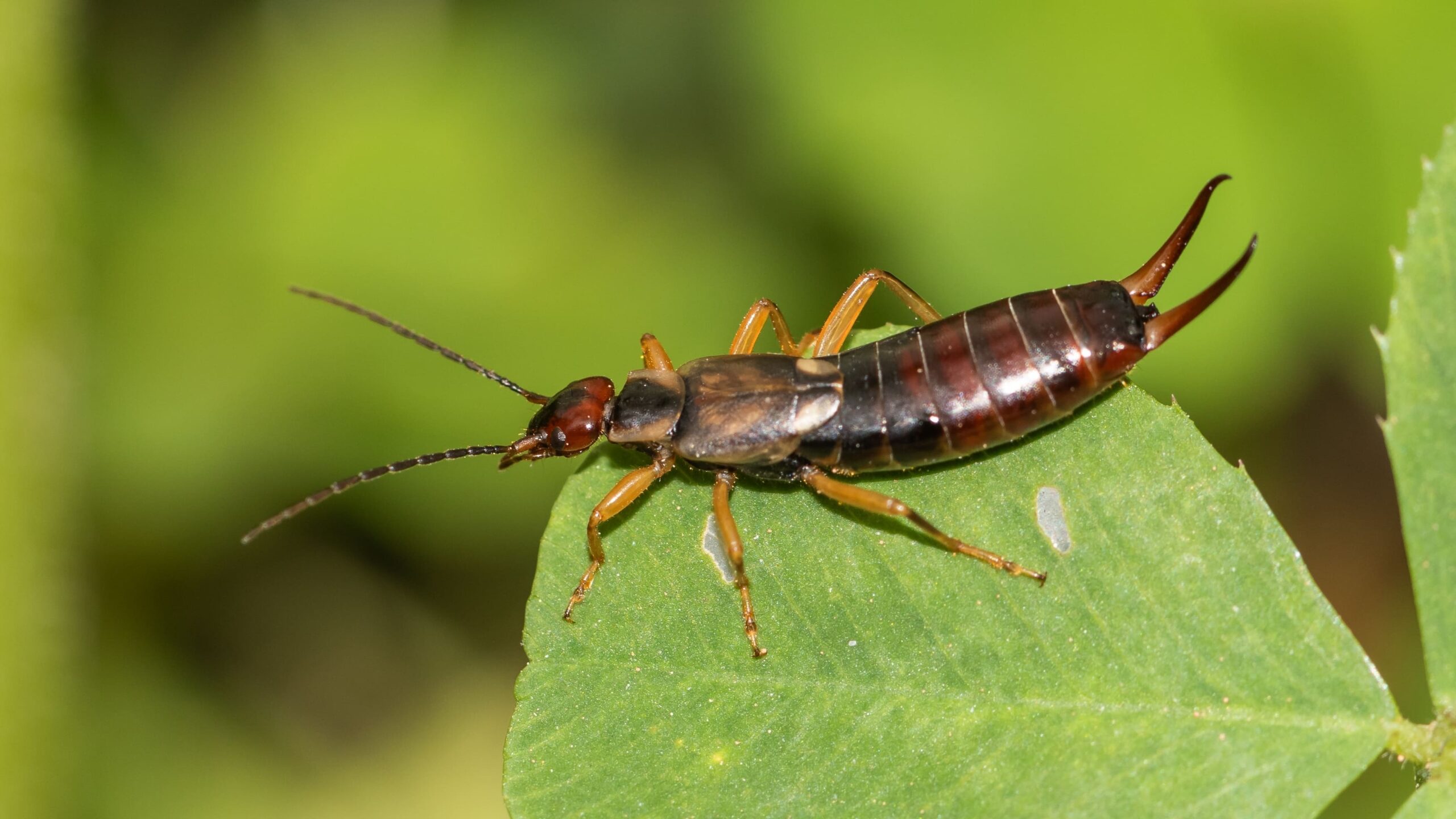 Denver Earwig Control Services